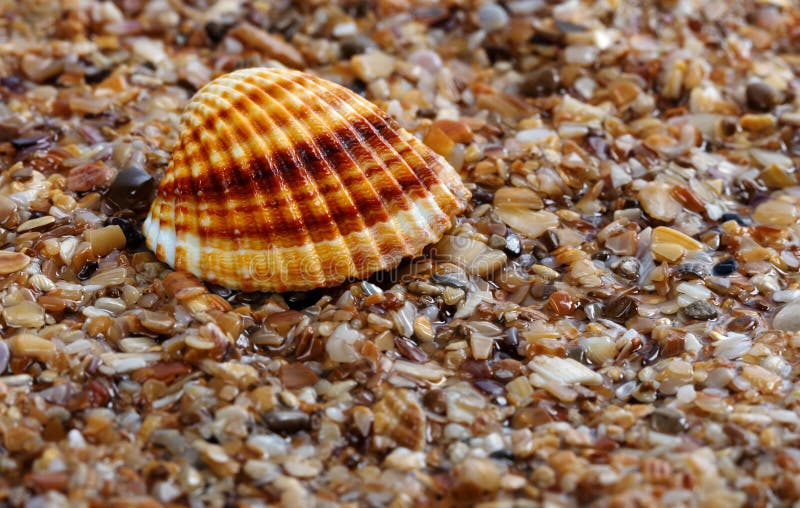 Seashell Anadara on Wet Sand Stock Image - Image of nature, edible ...