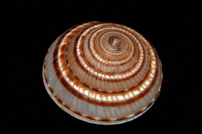 Seashell Architectonica stock photo. Image of giant - 339460916