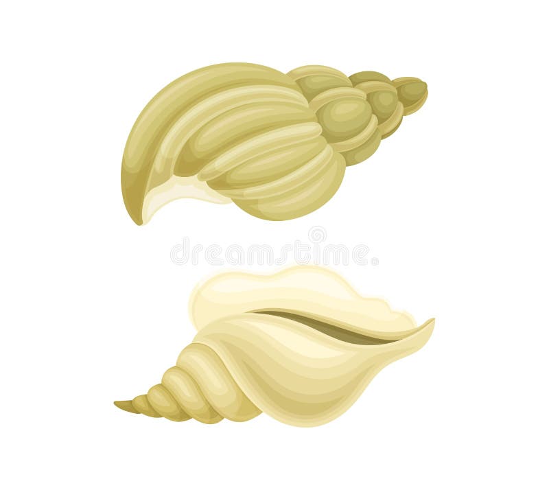 Seashell As Hard Marine Snail Shell Vector Set Stock Vector ...