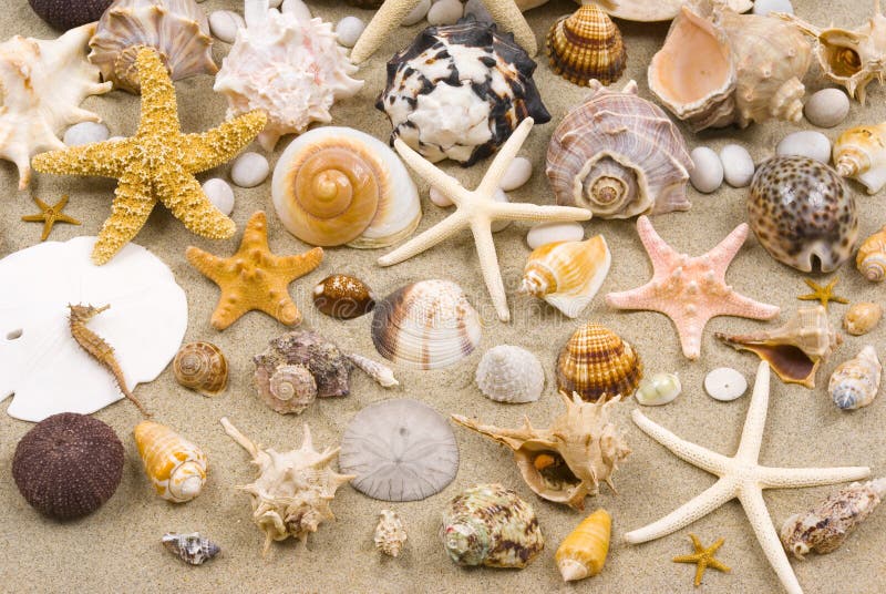 152,642 Seashell Stock Photos - Free & Royalty-Free Stock Photos from ...