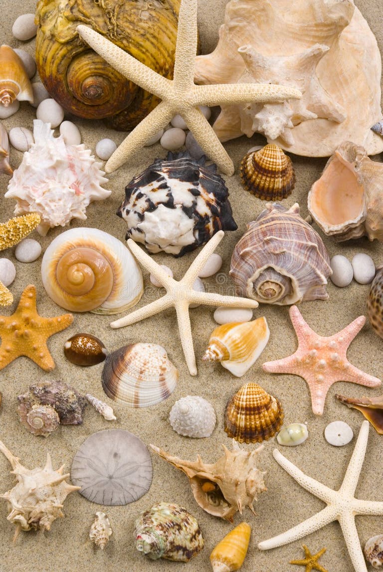 140,018 Seashell Background Stock Photos - Free & Royalty-Free Stock ...