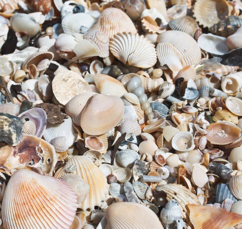 Seashell background stock photo. Image of sand, environment - 29399504