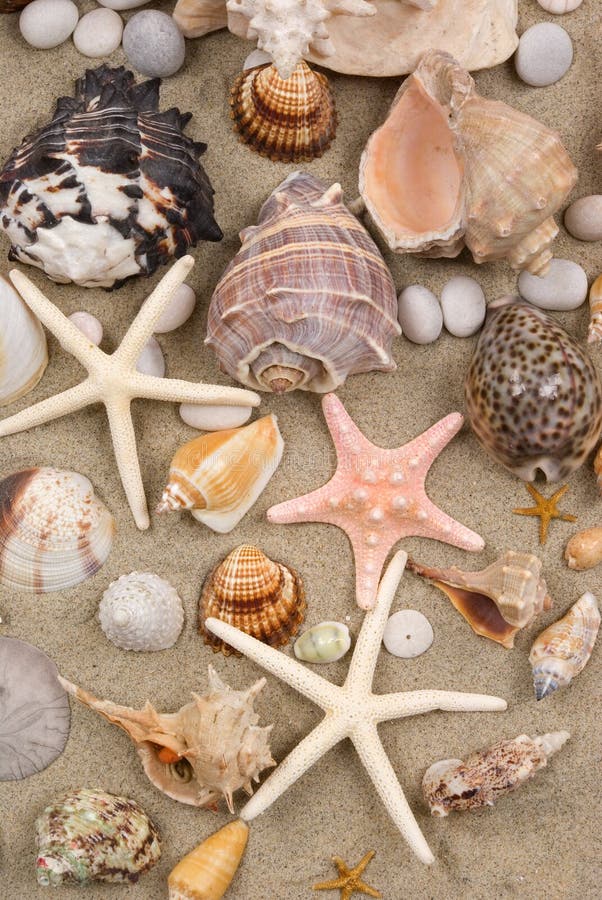 2,000+ Seashell background Free Stock Photos - StockFreeImages