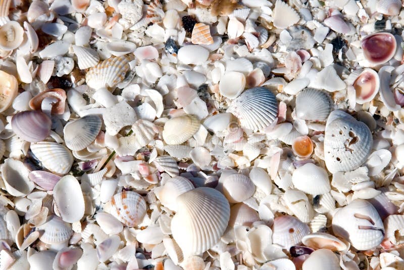 Seashell Background stock photo. Image of island, nature - 4281904