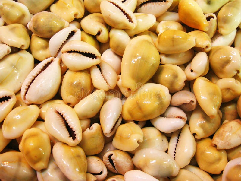 Seashell background stock photo. Image of seashell, stones - 7228262