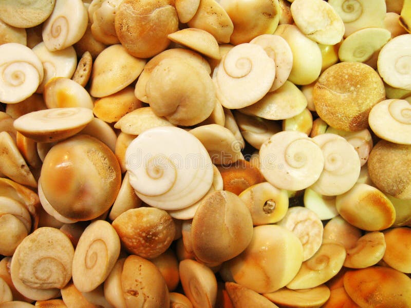 Seashell background stock image. Image of tropical, texture - 7240141