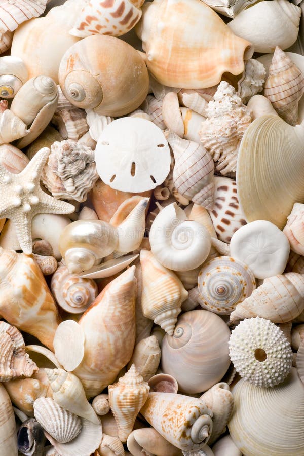 Handful of Seashells - Fiji - South Pacific Stock Image - Image of ...