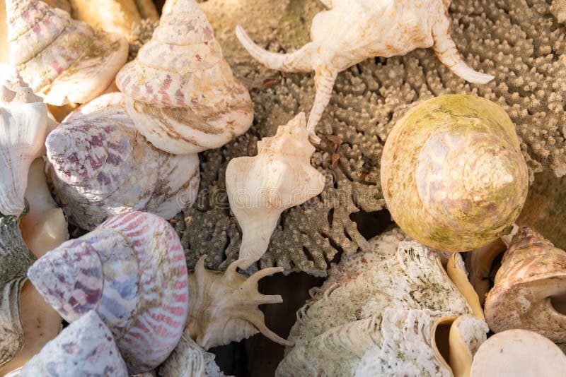 Seashell Background, Lots of Different Seashells Piled Stock Photo ...