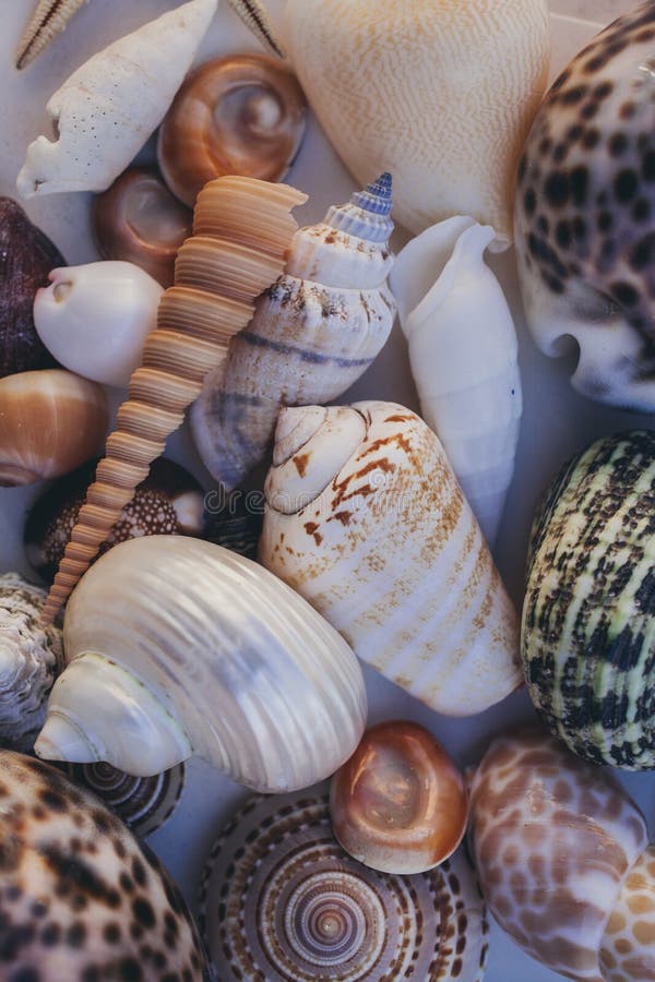 Seashell Background. Lots of Different Seashells Piled Together ...