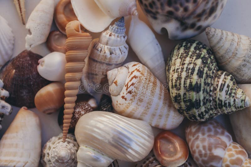 Seashells collection stock image. Image of collection - 4635813