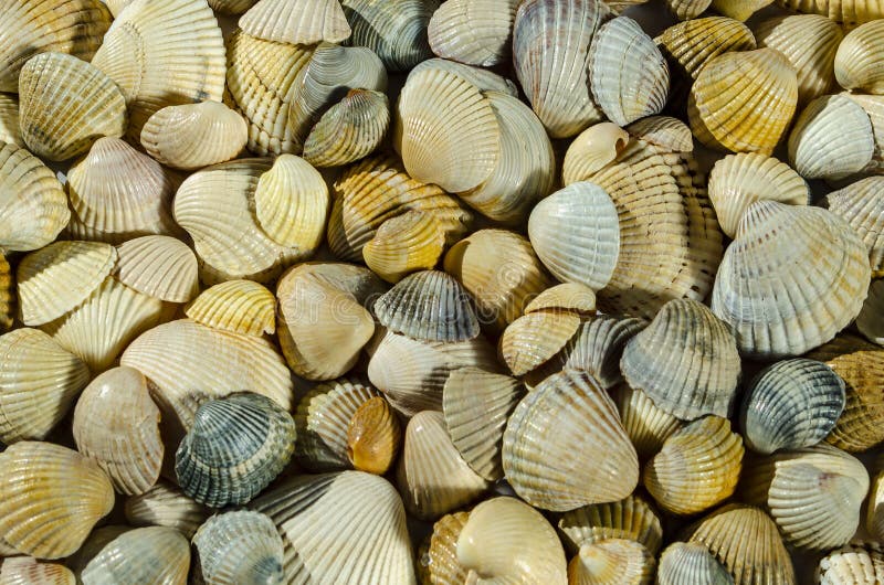 Seashell Background, Lots of Different Seashells Piled Together Stock ...