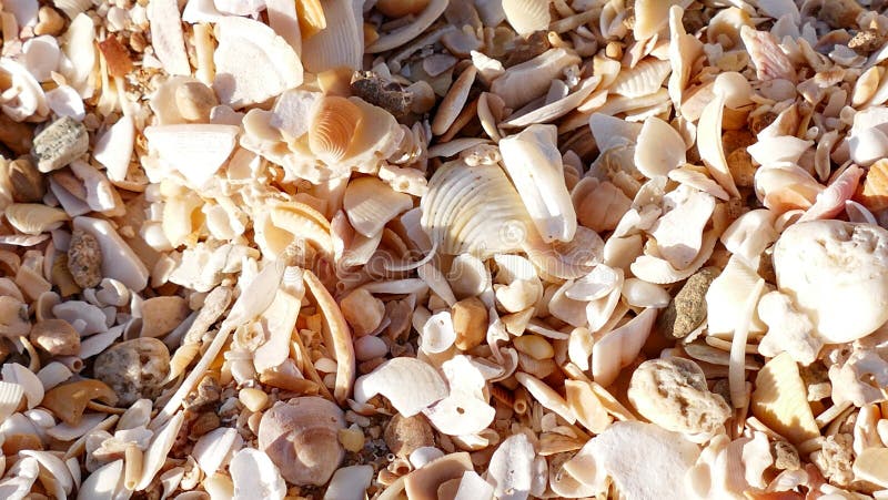 Seashell background stock photo. Image of shape, decoration - 59735742