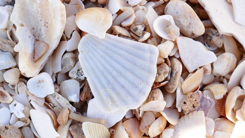 Seashell background stock photo. Image of sand, beach - 59739518