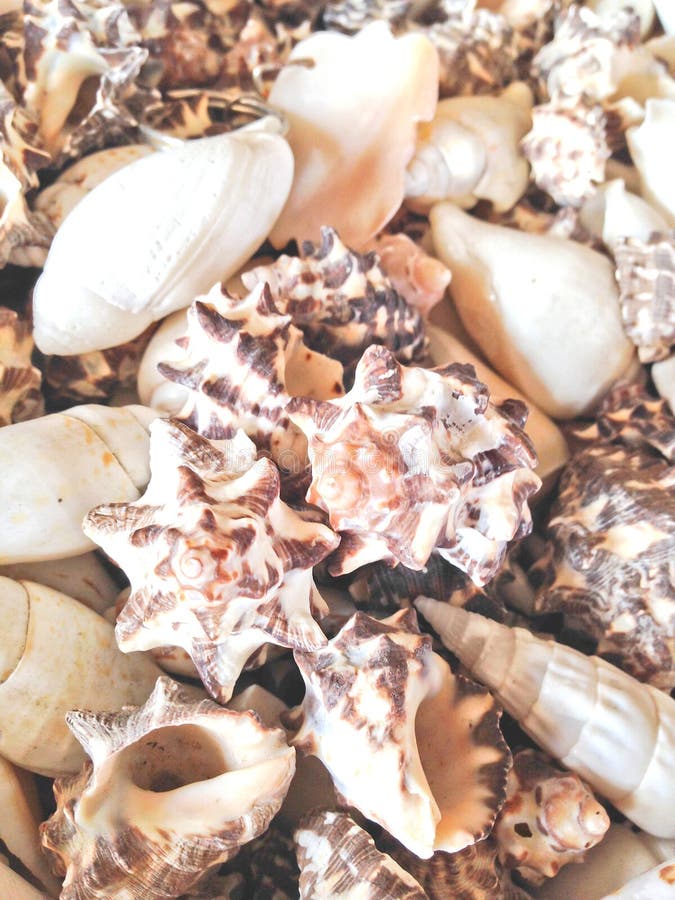 Seashell background stock photo. Image of tropical, variety - 68247206