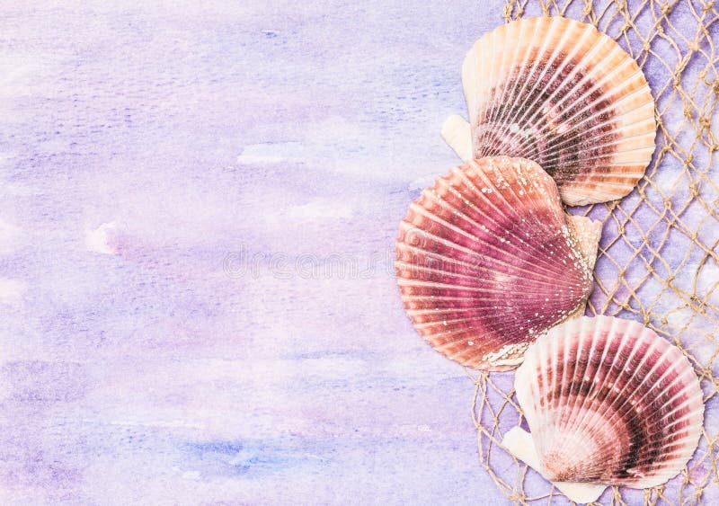 Seashell background. stock photo. Image of frame, concept - 72709022