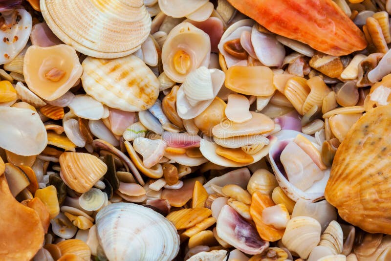 Background from Many Different Colorful Seashells Close Up Stock Image ...