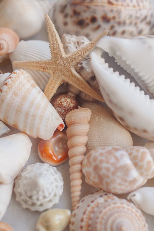 Seashell Background with Starfish. Many Different Colorful Seashells ...