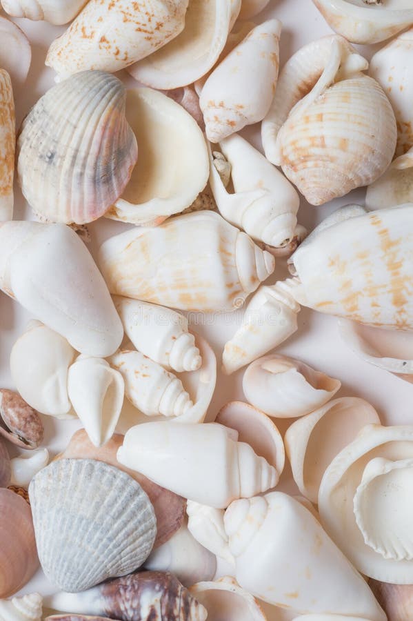 317 Smooth Conch Seashell Stock Photos - Free & Royalty-Free Stock ...