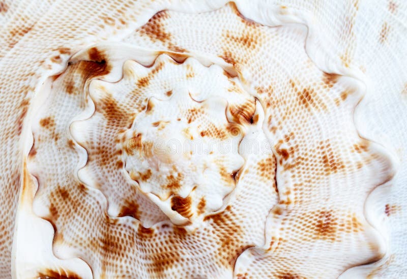 Seashell background stock photo. Image of nature, close - 37349674