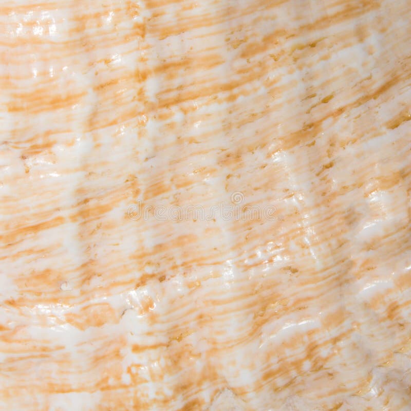 Seashell Background.the Texture of a Sea Shell. Stock Image - Image of ...