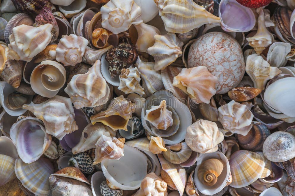 Seashell Background. Texture of the Shells Stock Photo - Image of ...