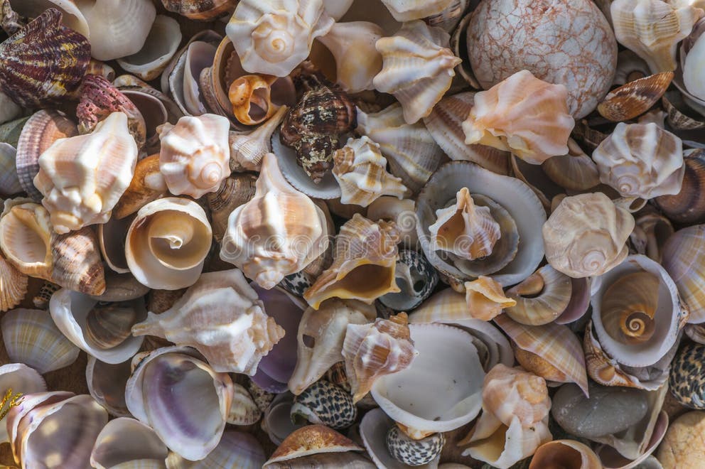 Seashell Background. Texture of the Shells. 1 Stock Image - Image of ...