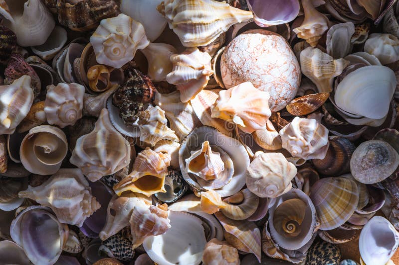 Seashell Background. Texture of the Shells. Stock Photo - Image of ...