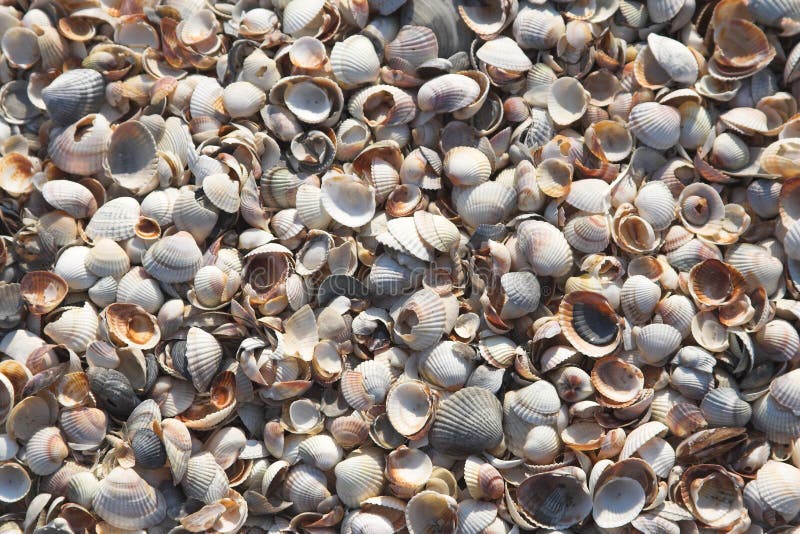 Seashell backgrounds stock image. Image of close, wallpaper - 4240089
