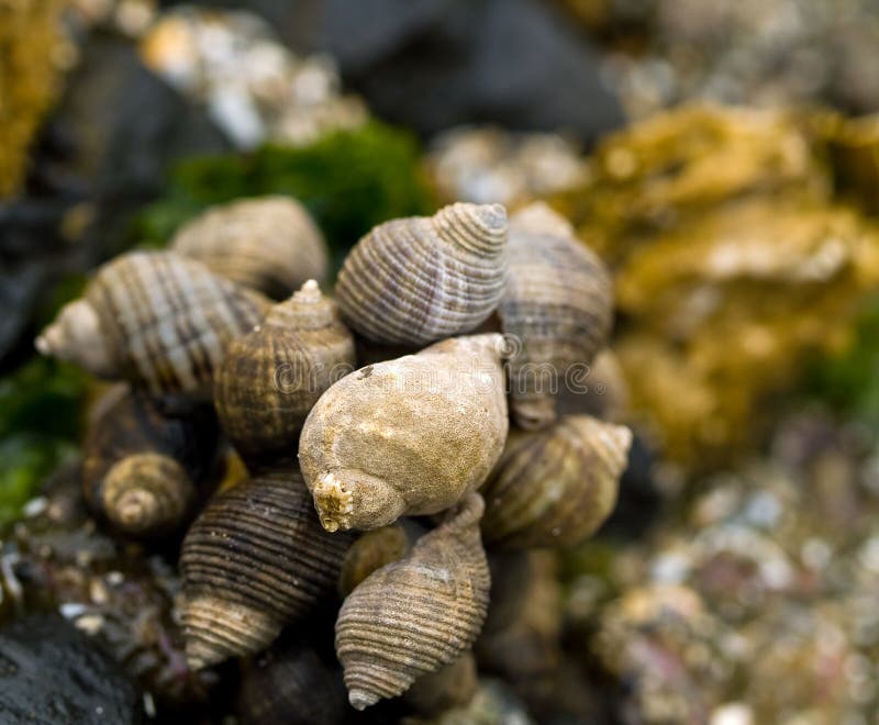 Seashell and Barnacles on Rocks Stock Image - Image of colorful, beach ...