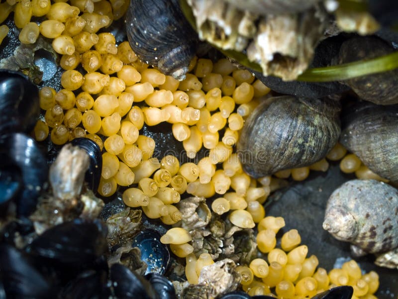Seashell and Barnacles on Rocks Stock Photo - Image of exotic, marine ...