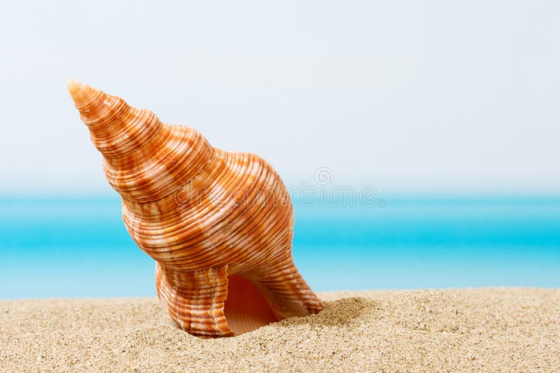 Seashell on the beach stock photo. Image of paradise - 138181740