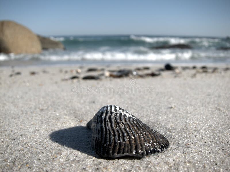 Seashell On A Beach In Fiji Stock Image - Image of tropics, pacific ...