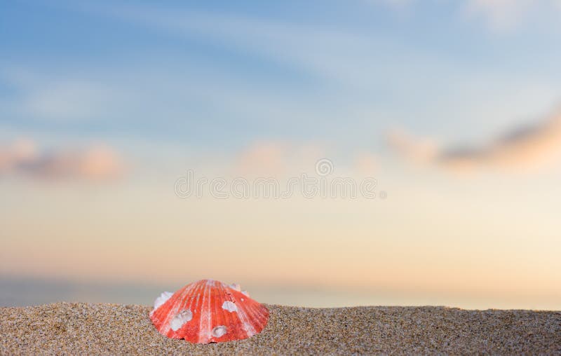 Seashell on the beach stock photo. Image of close, nature - 37445084