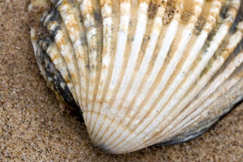 Seashell On A Beach Picture. Image: 4773163