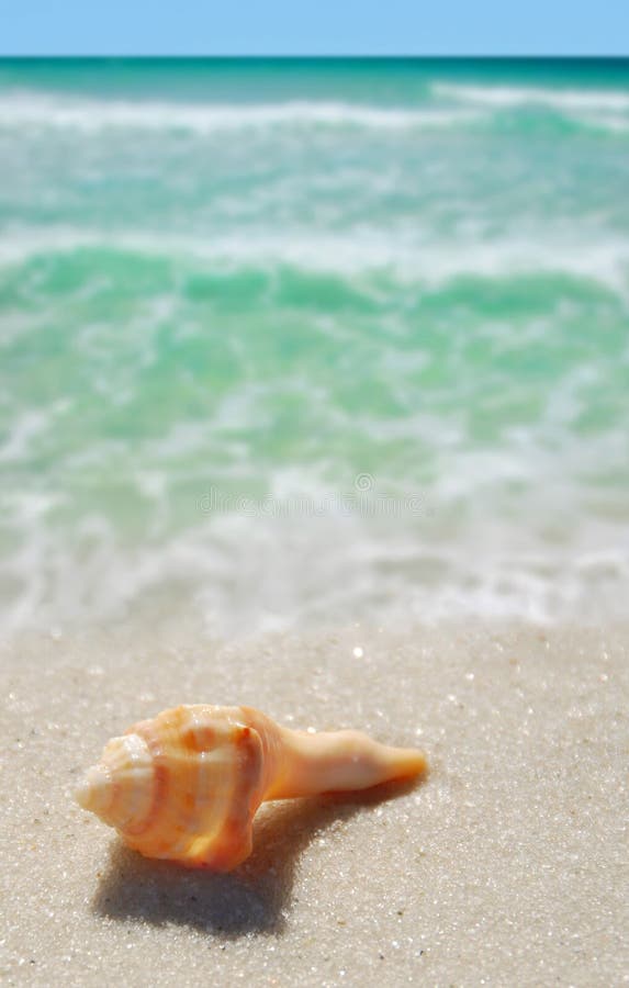 Seashell on Beach Under Palm Stock Image - Image of tidal, gulf: 5622009