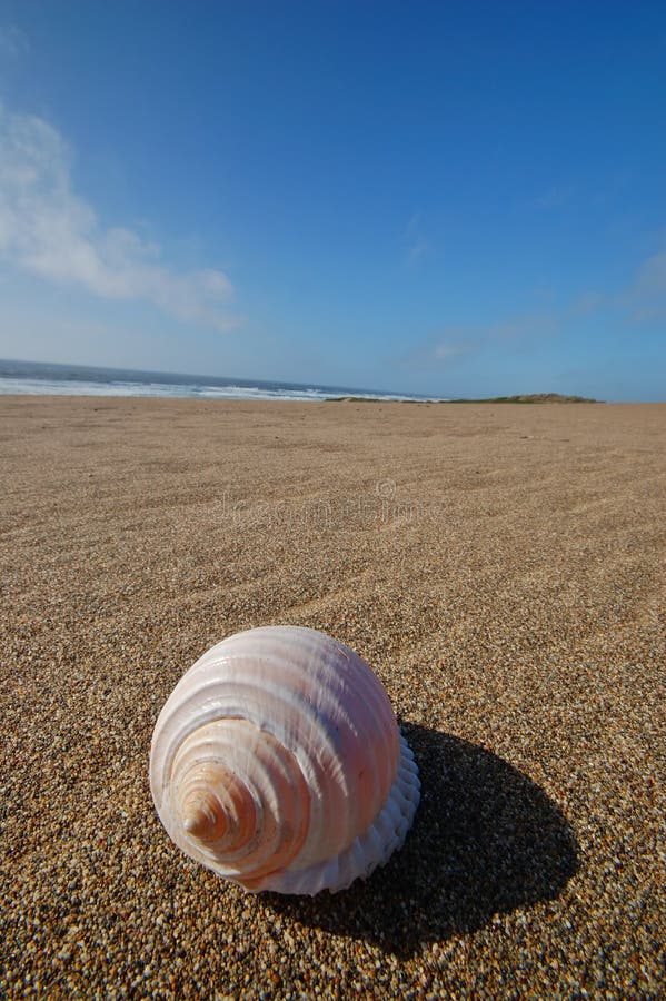 Seashell on the beach stock photo. Image of conch, shoreline - 729676