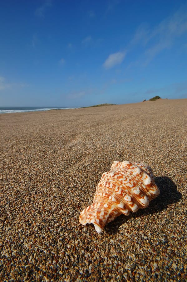 Seashell on the beach stock photo. Image of ashore, tropical - 729688