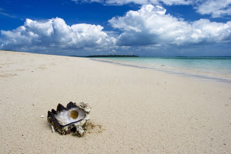 Seashell on beach stock image. Image of coast, africa - 7414249