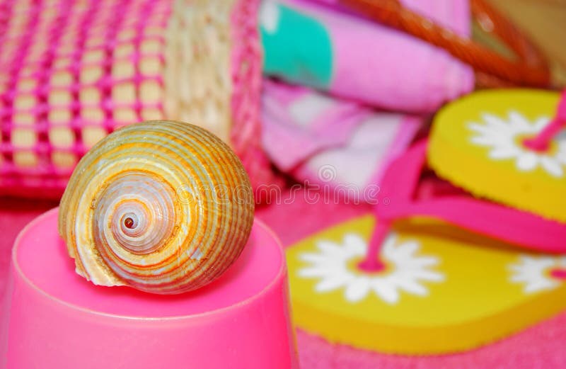 Seashell on Beach Under Palm Stock Image - Image of tidal, gulf: 5622009