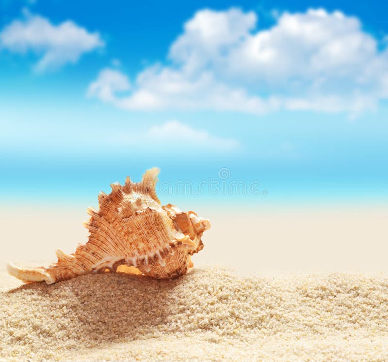 Seashell on the Beach Against Blue Sky Stock Image - Image of pacific ...