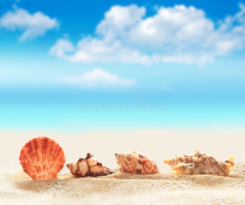 Seashell on the Beach Against Blue Sky Stock Photo - Image of copy ...