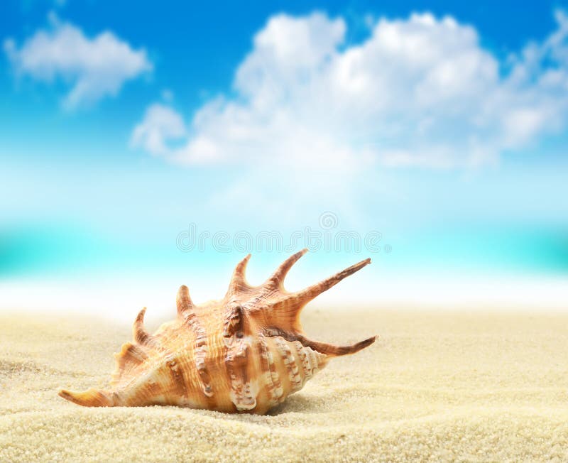 Seashell on the Beach Against Blue Sky Stock Image - Image of ...