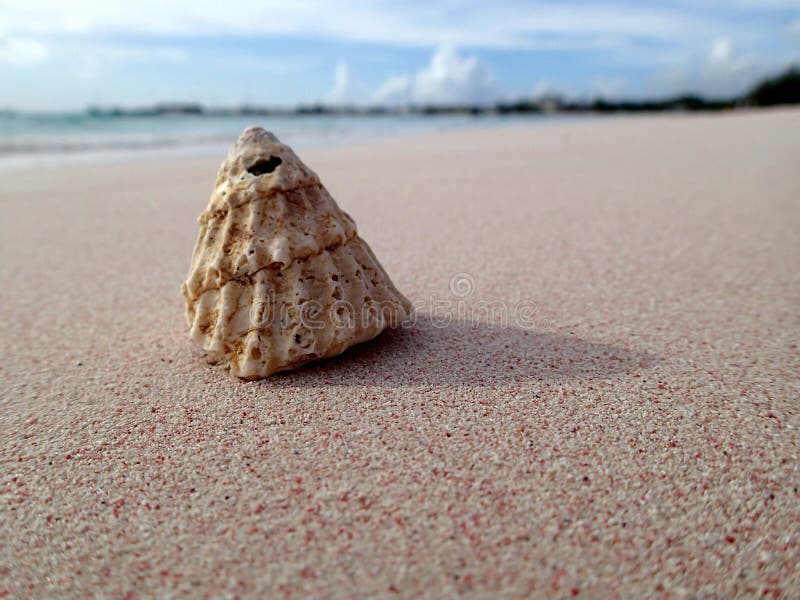 A Seashell on the Beach - Barbados Stock Photo - Image of sand, wave ...
