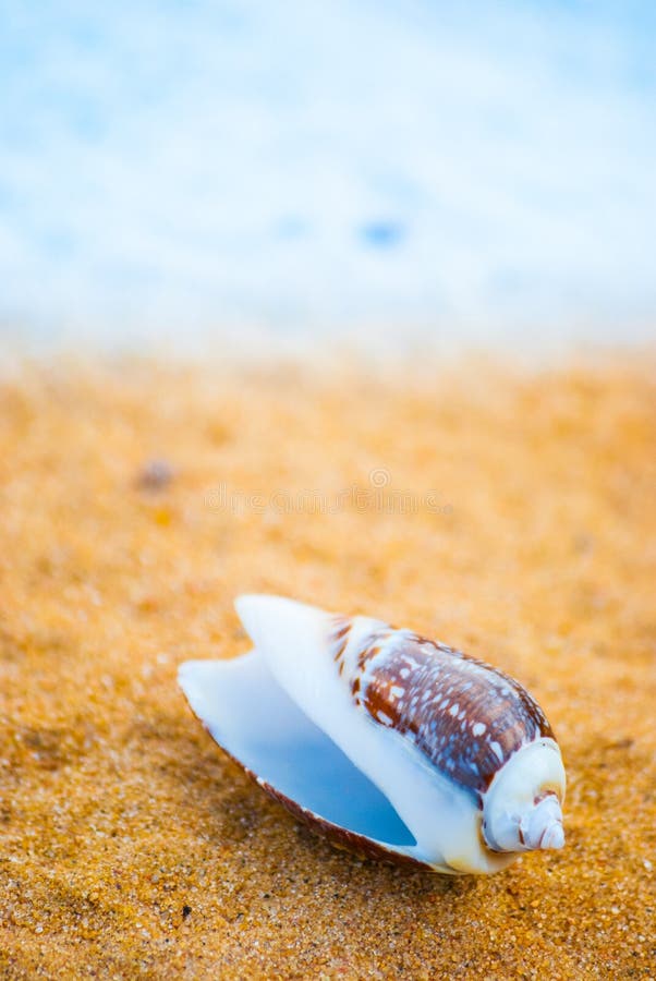 Seashell on the beach stock photo. Image of closeup, outdoor - 31503868