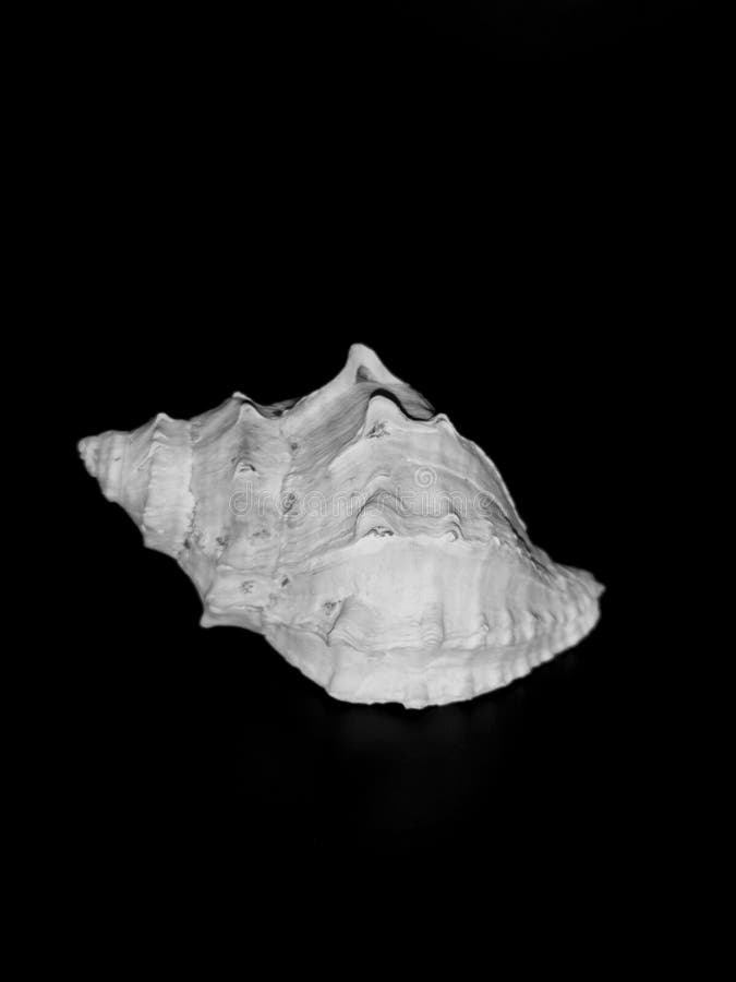 Seashell Beach Black and White Stock Photo - Image of black, seashell ...