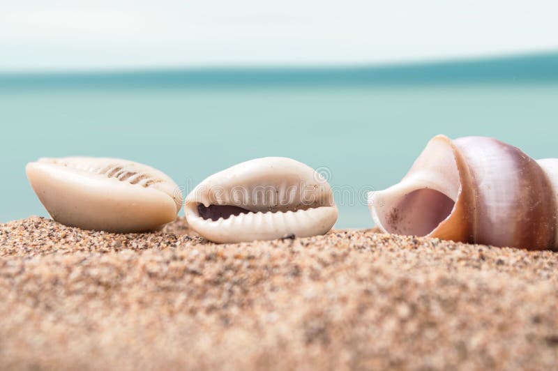 Seashell on the Beach with Blue Ocean on Background Stock Photo - Image ...