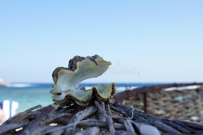 Seashell stock photo. Image of tourism, water, beautiful - 69468178