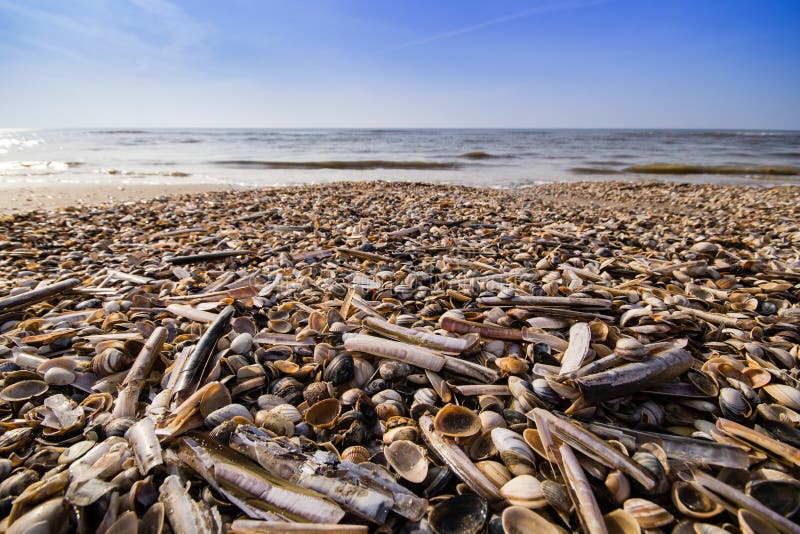 Seashell on the Beach with Blue Sky Stock Photo - Image of ocean, water ...