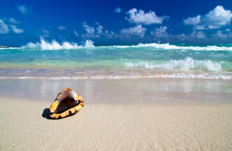 Seashell on beach stock image. Image of shell, turquoise - 269613447
