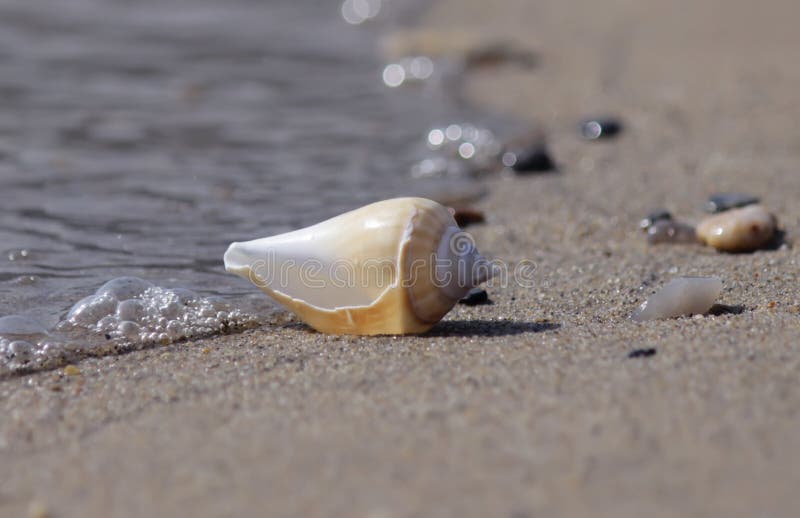 Seashell on the beach stock photo. Image of conch, shoreline - 729676
